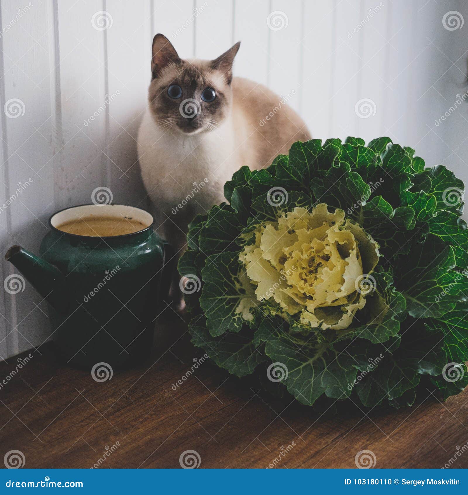 Cat in Cabbage on a Rustic Background Stock Photo - Image of closeup ...