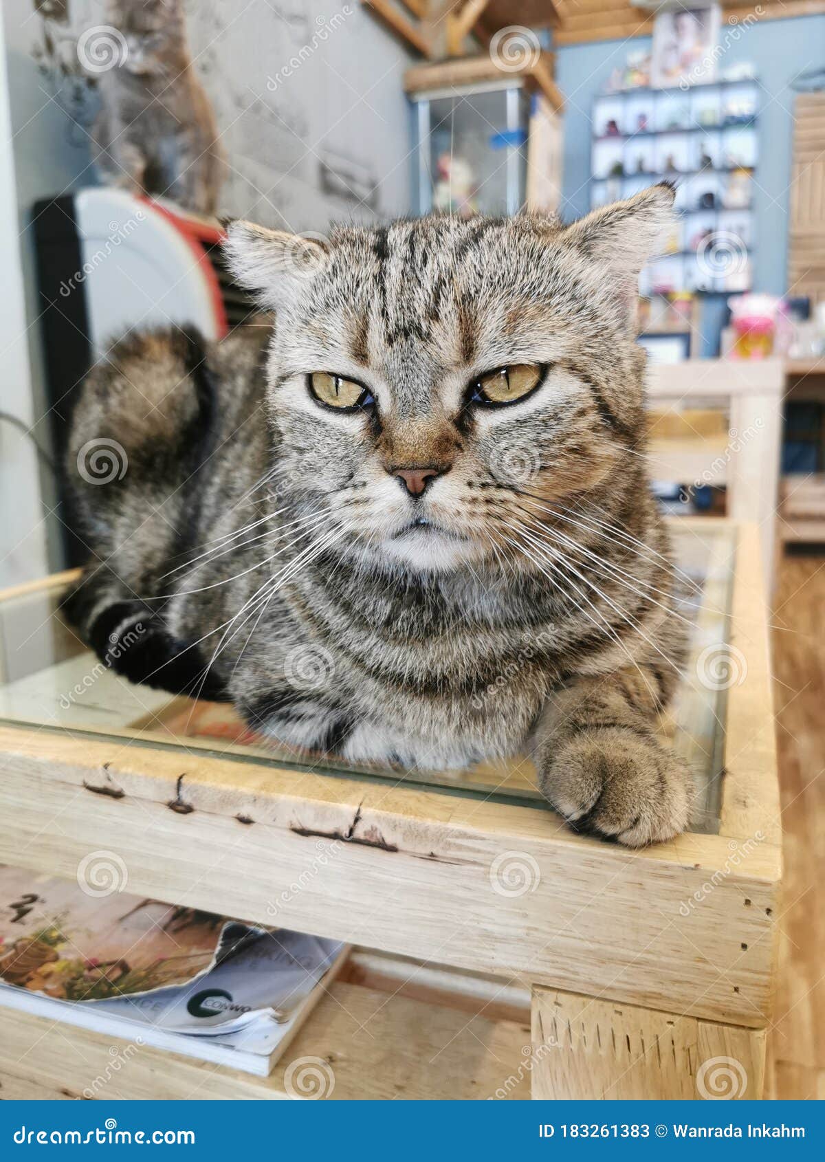Cat cafe cat angry cat stock image. Image of wildlife - 183261383