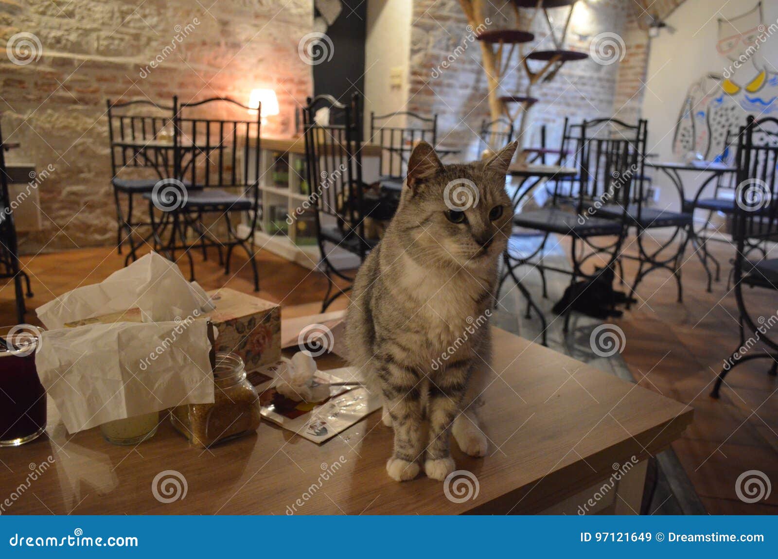 Cat caffe in Prague stock image. Image of chairs, funny - 97121649