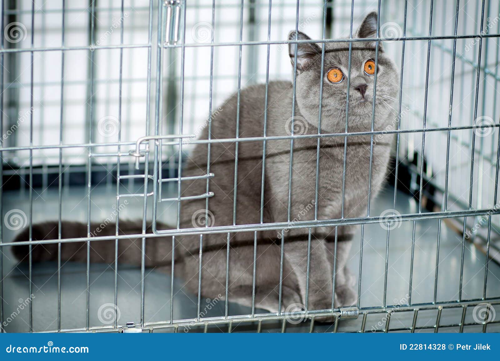 A cat in a cage stock photo. Image of purebred, depression - 22814328