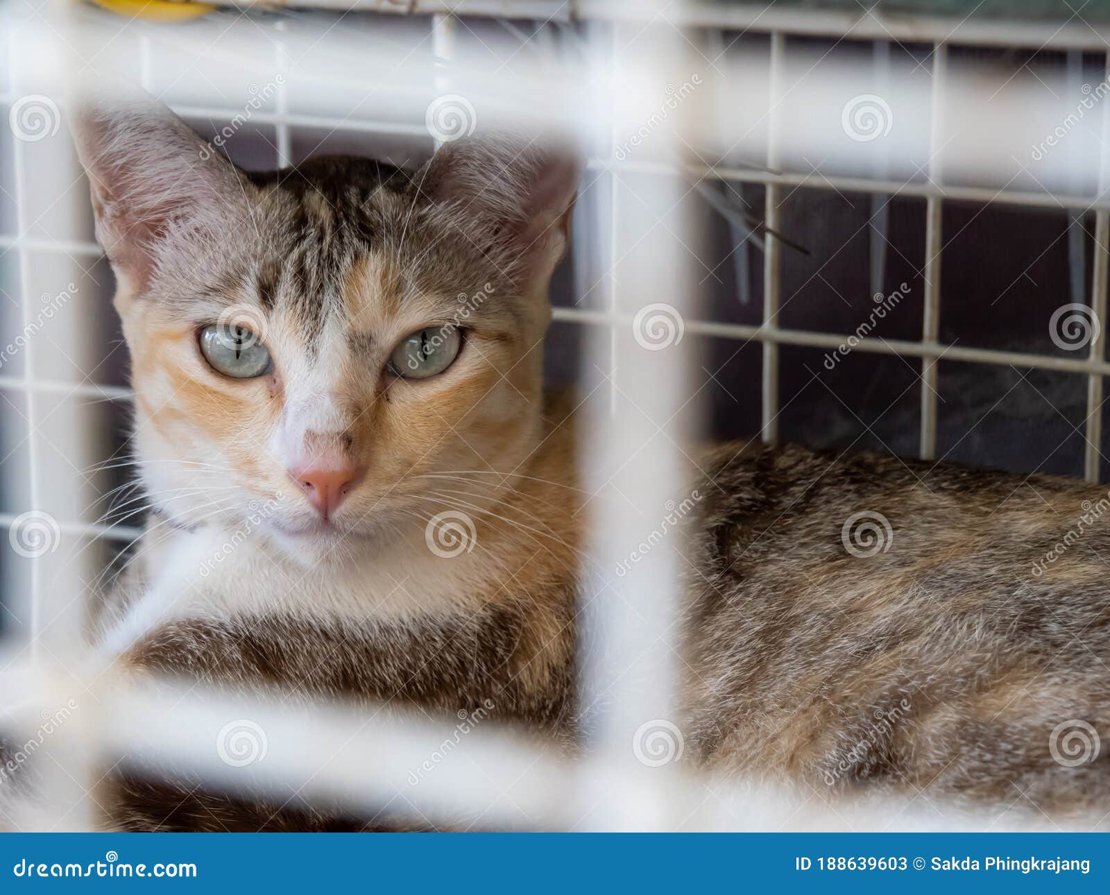 Cat while in a cage stock image. Image of domestic, furry - 188639603