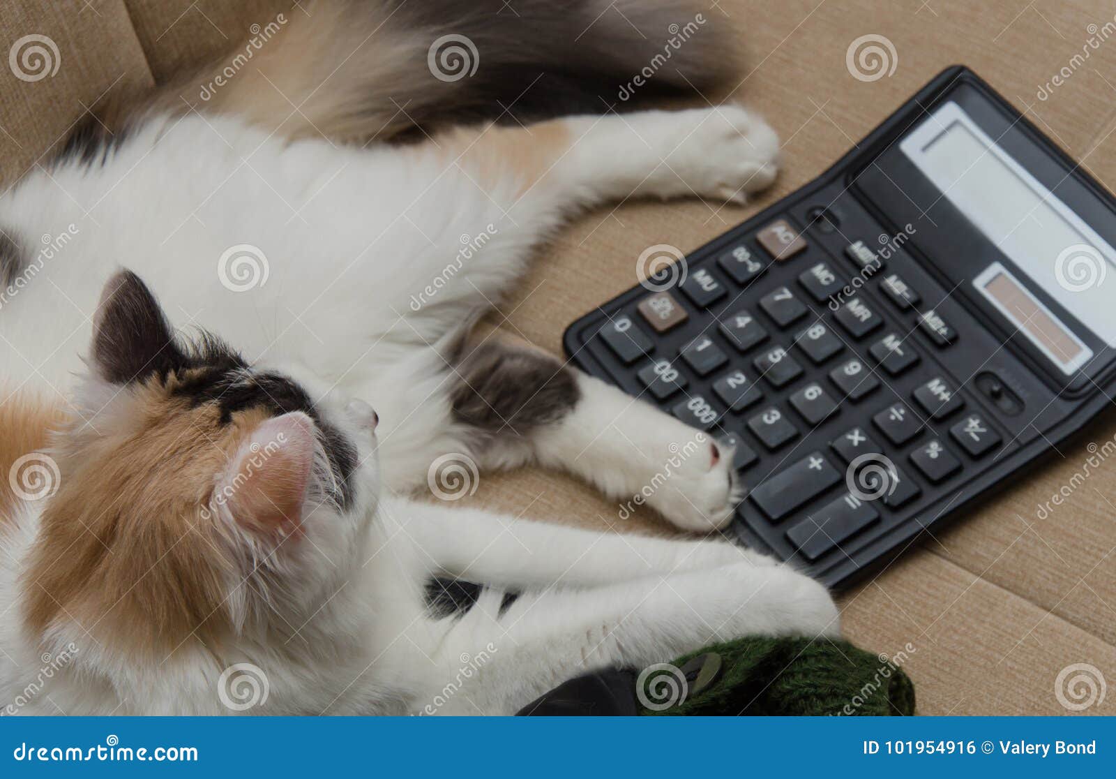 Cat and Calculate stock photo. Image of multiplication - 101954916
