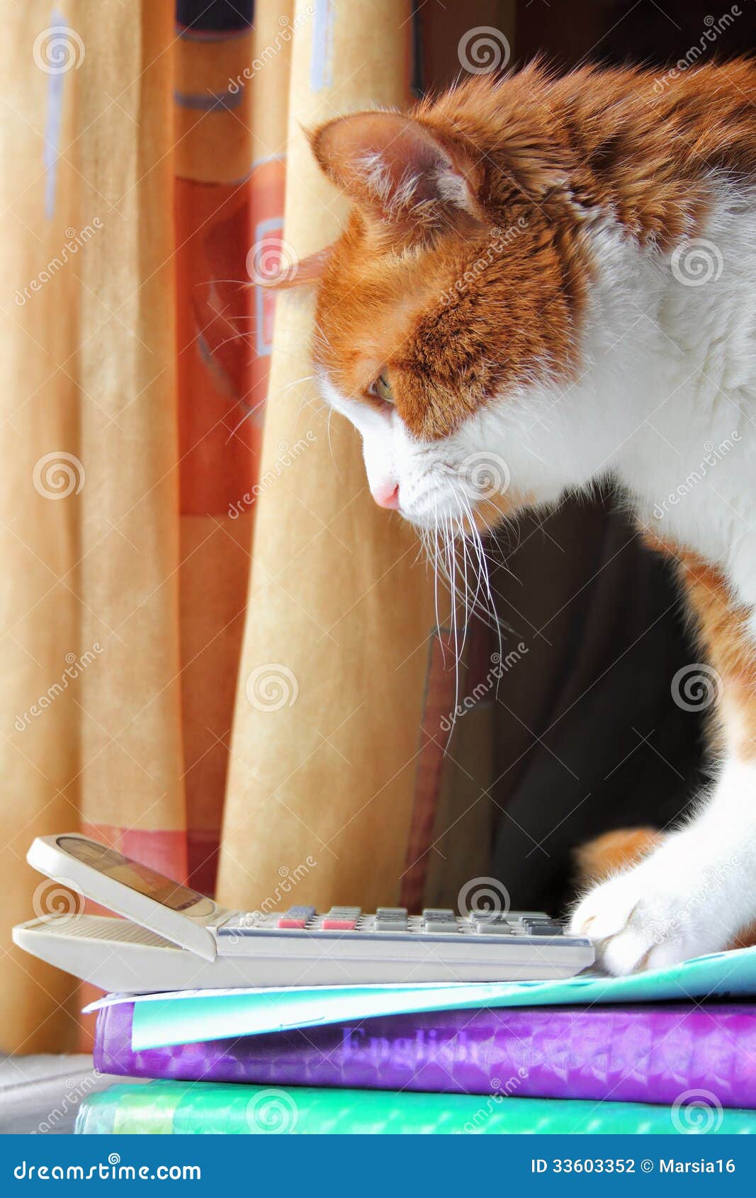 Cat with a Calculator stock photo. Image of accountant - 33603352