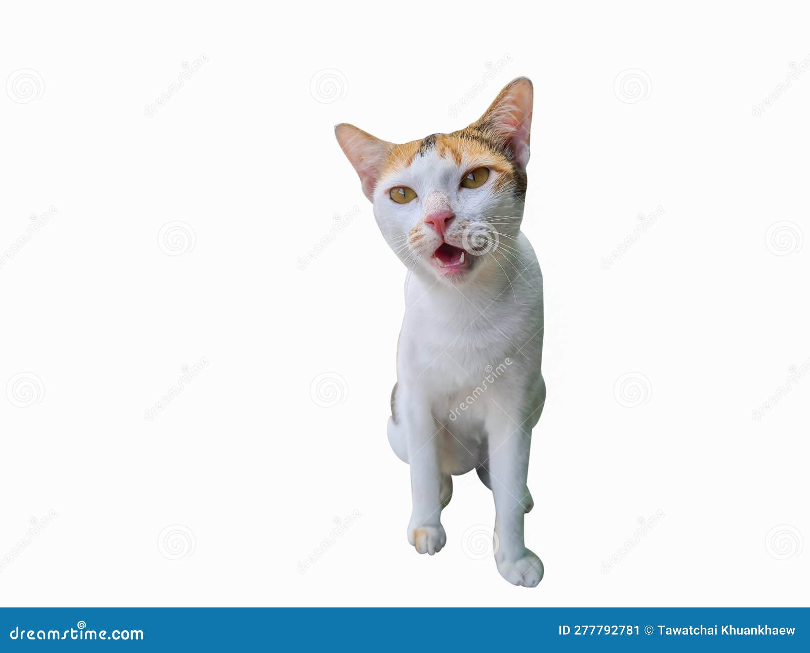 Cat is Calling on Isolated White Background Stock Image - Image of eyes ...