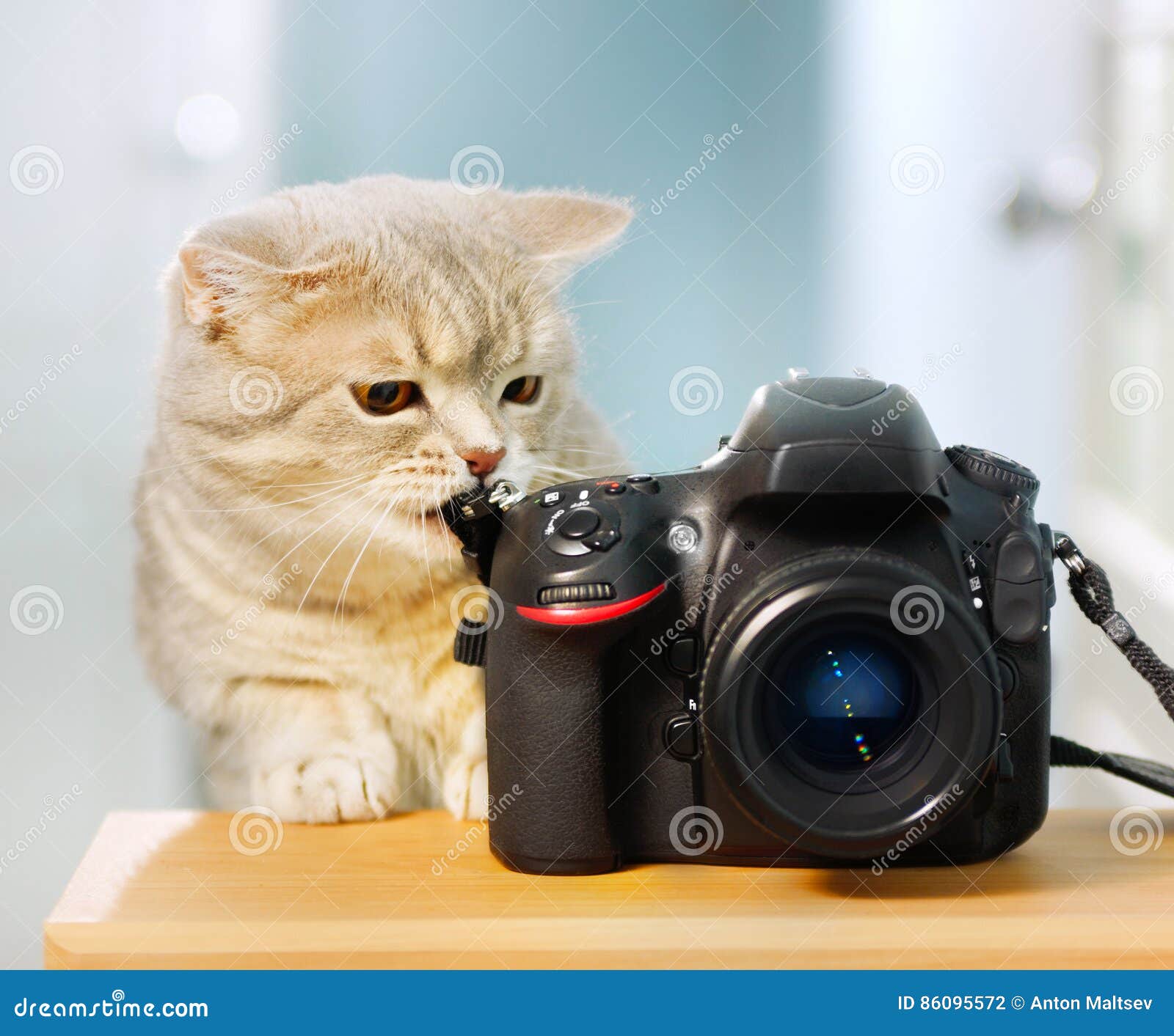 Cat with camera stock photo. Image of play, concept, cute - 86095572