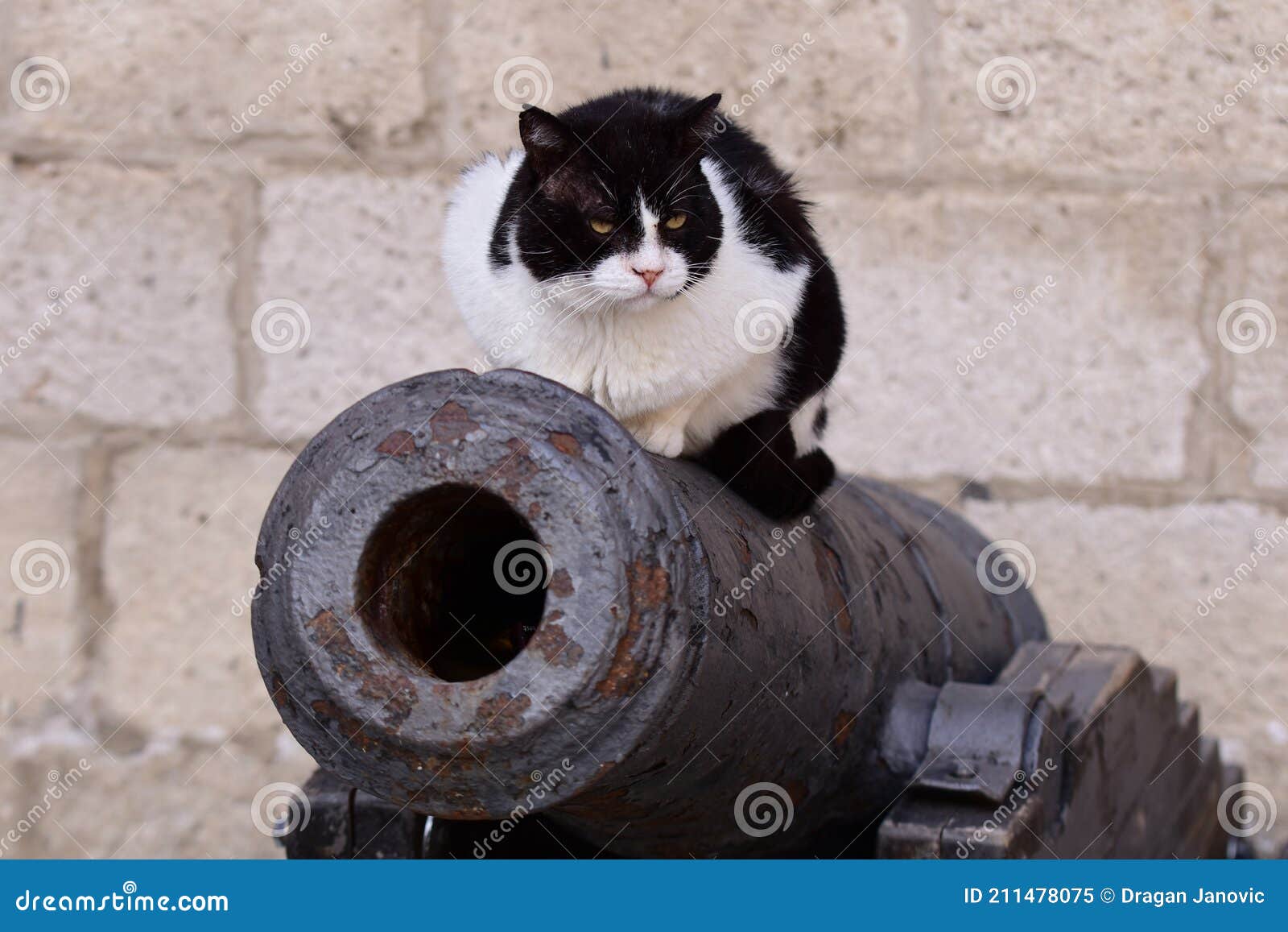 Cat on a cannon. stock image. Image of whiskers, white - 211478075