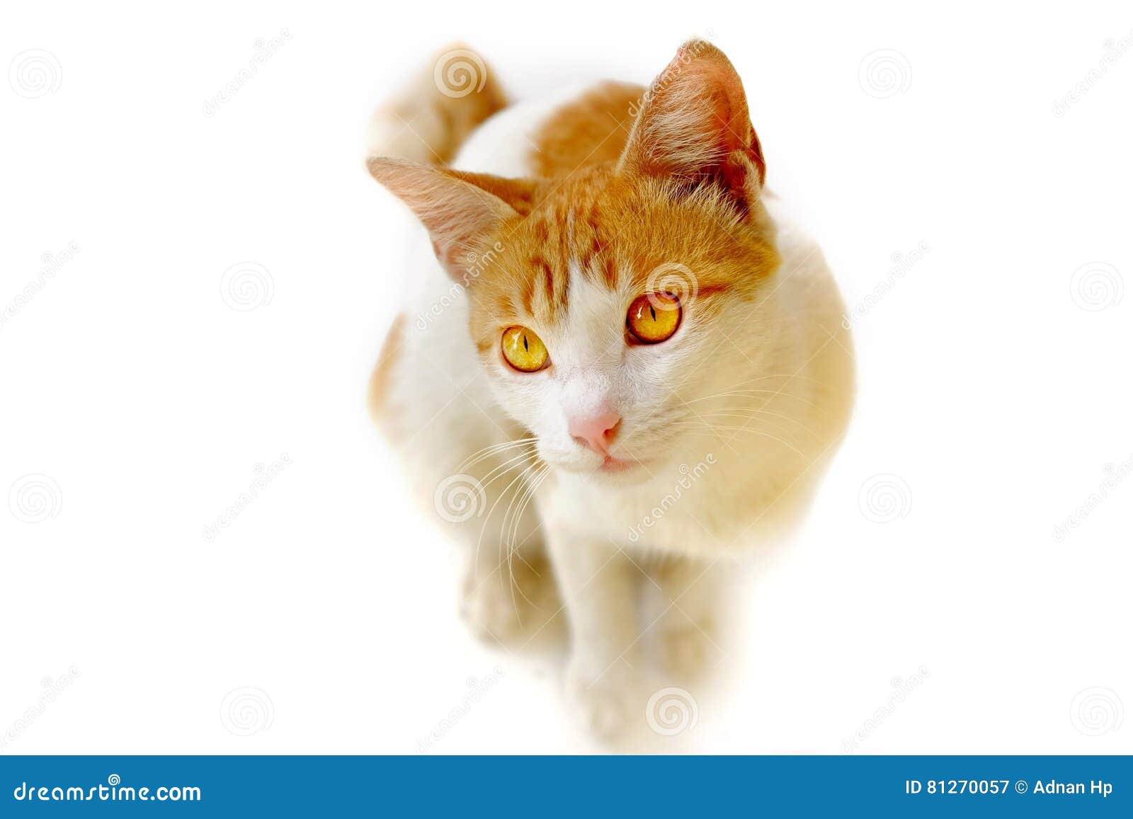 Cat Captured from Bottom with Cute Position Stock Image - Image of ...