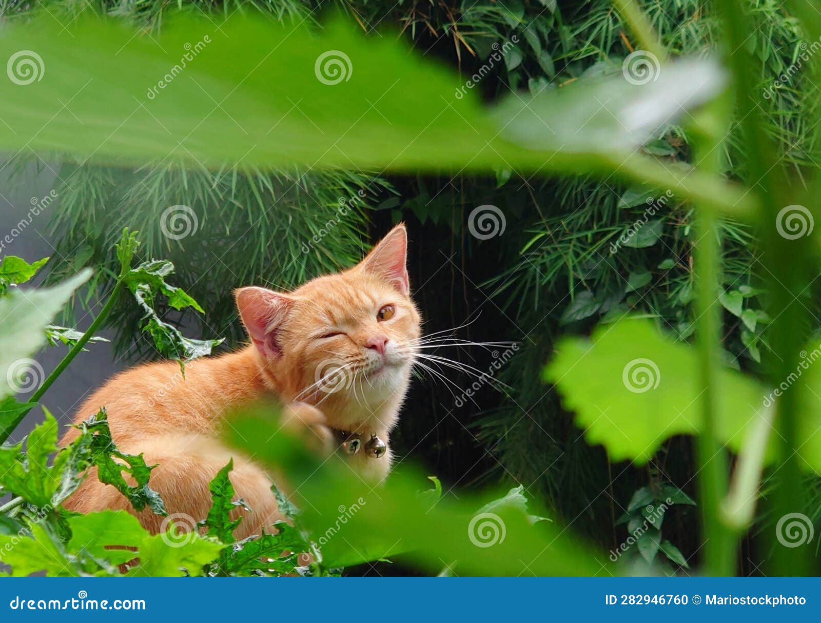 A Cat Captured Scratching His Head Stock Photo - Image of head ...