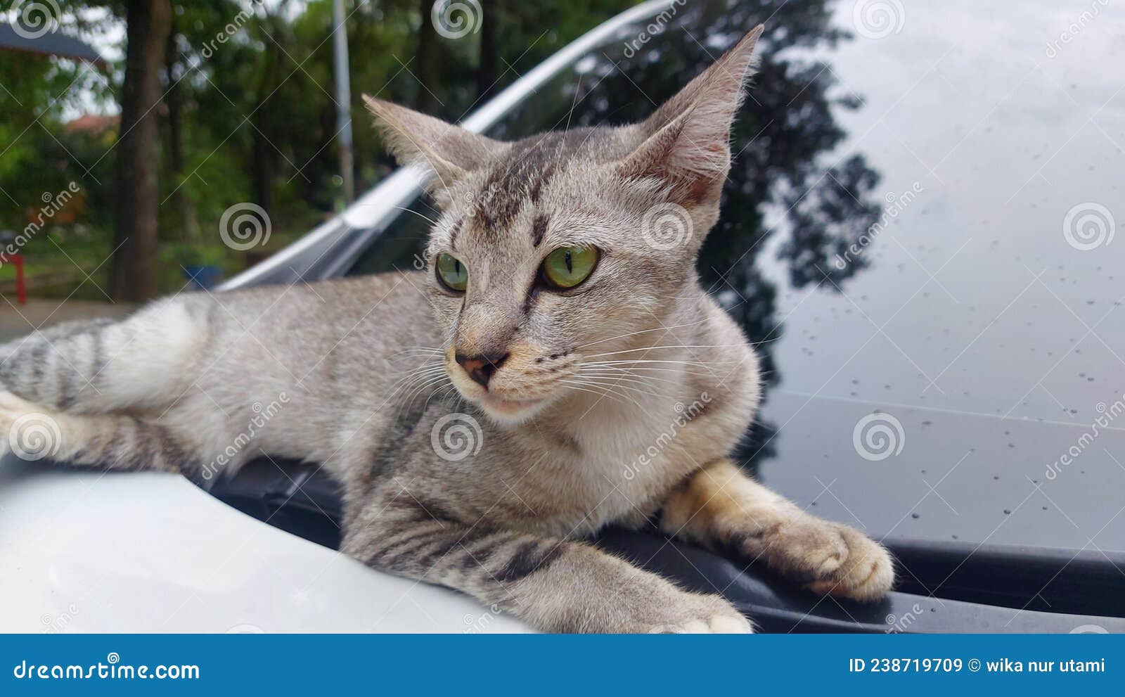 Cat on the car stock image. Image of wildlife, mammal - 238719709