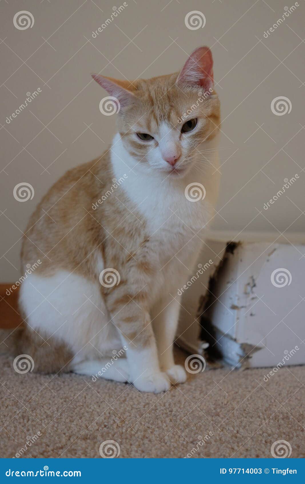 Cat with cardboard box stock image. Image of orange, home - 97714003