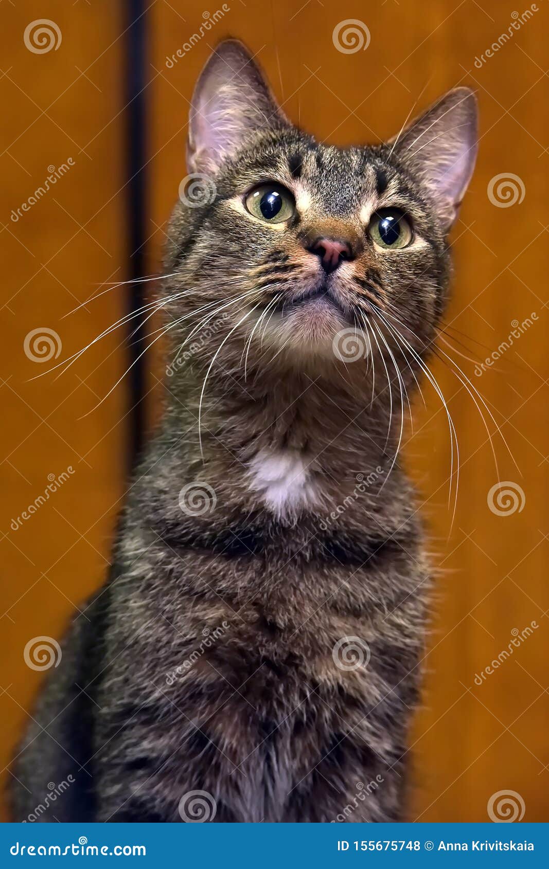 Cat with a careful look stock photo. Image of hair, humor - 155675748