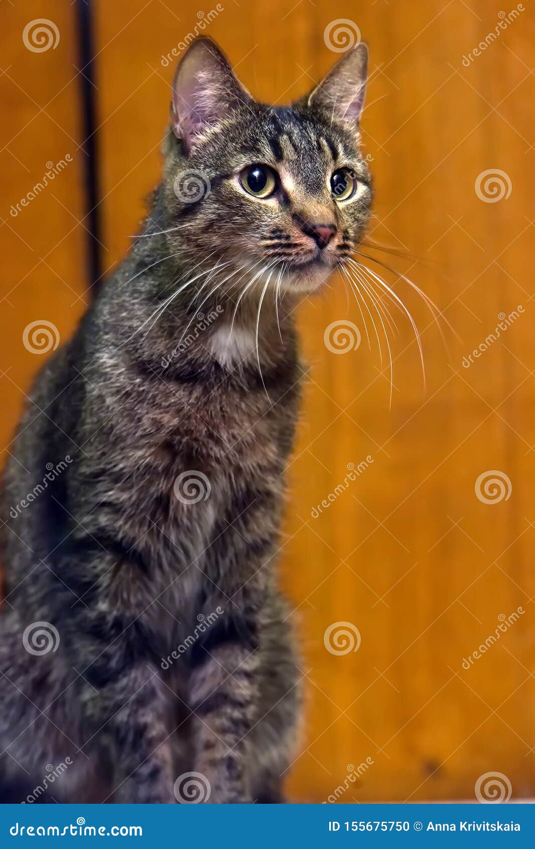 Cat with a careful look stock photo. Image of nature - 155675750