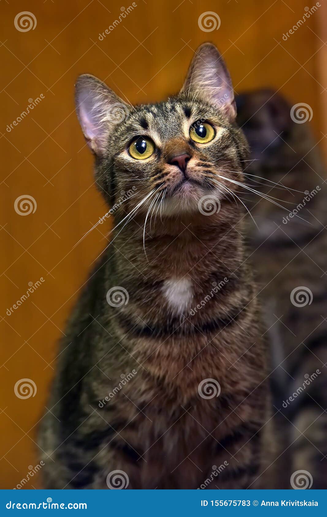 Cat with a careful look stock image. Image of fluffy - 155675783