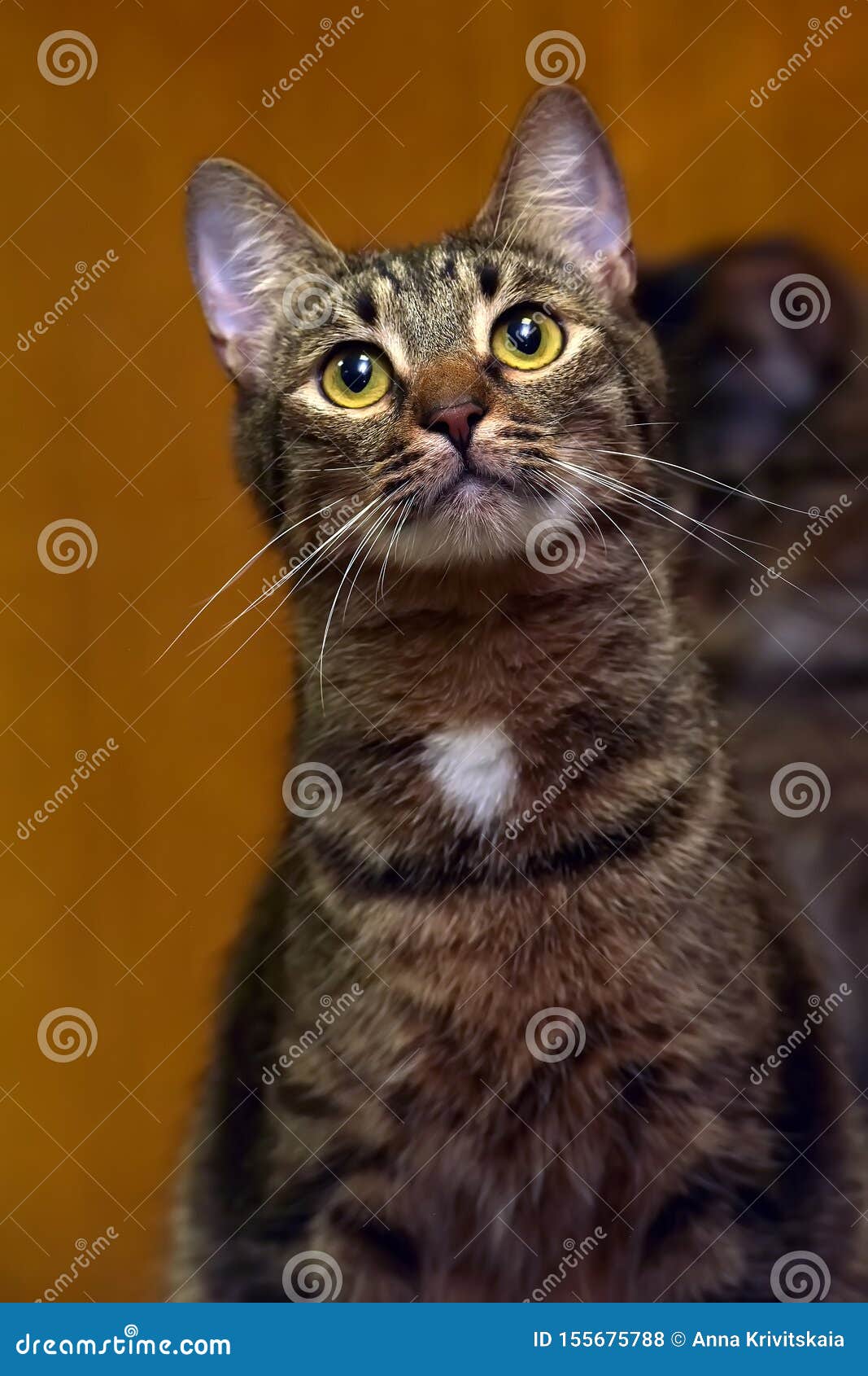 Cat with a careful look stock photo. Image of adorable - 155675788