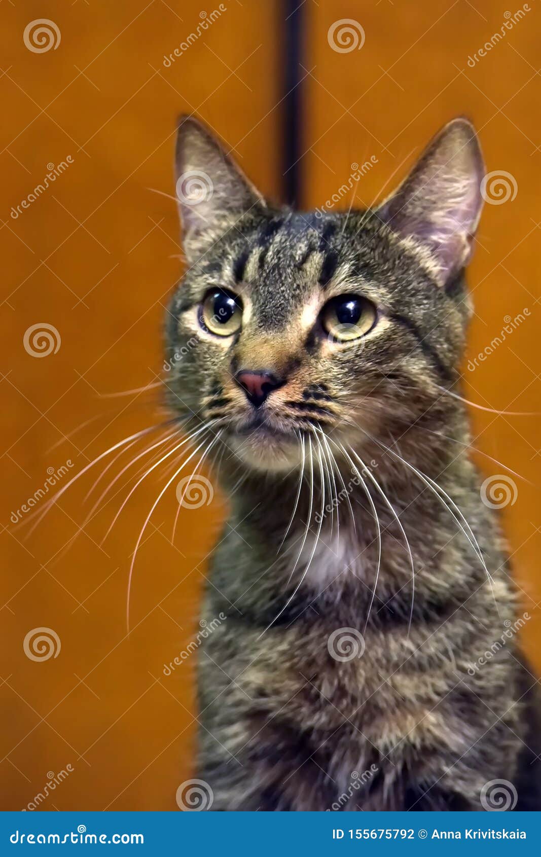 Cat with a careful look stock photo. Image of face, nature - 155675792