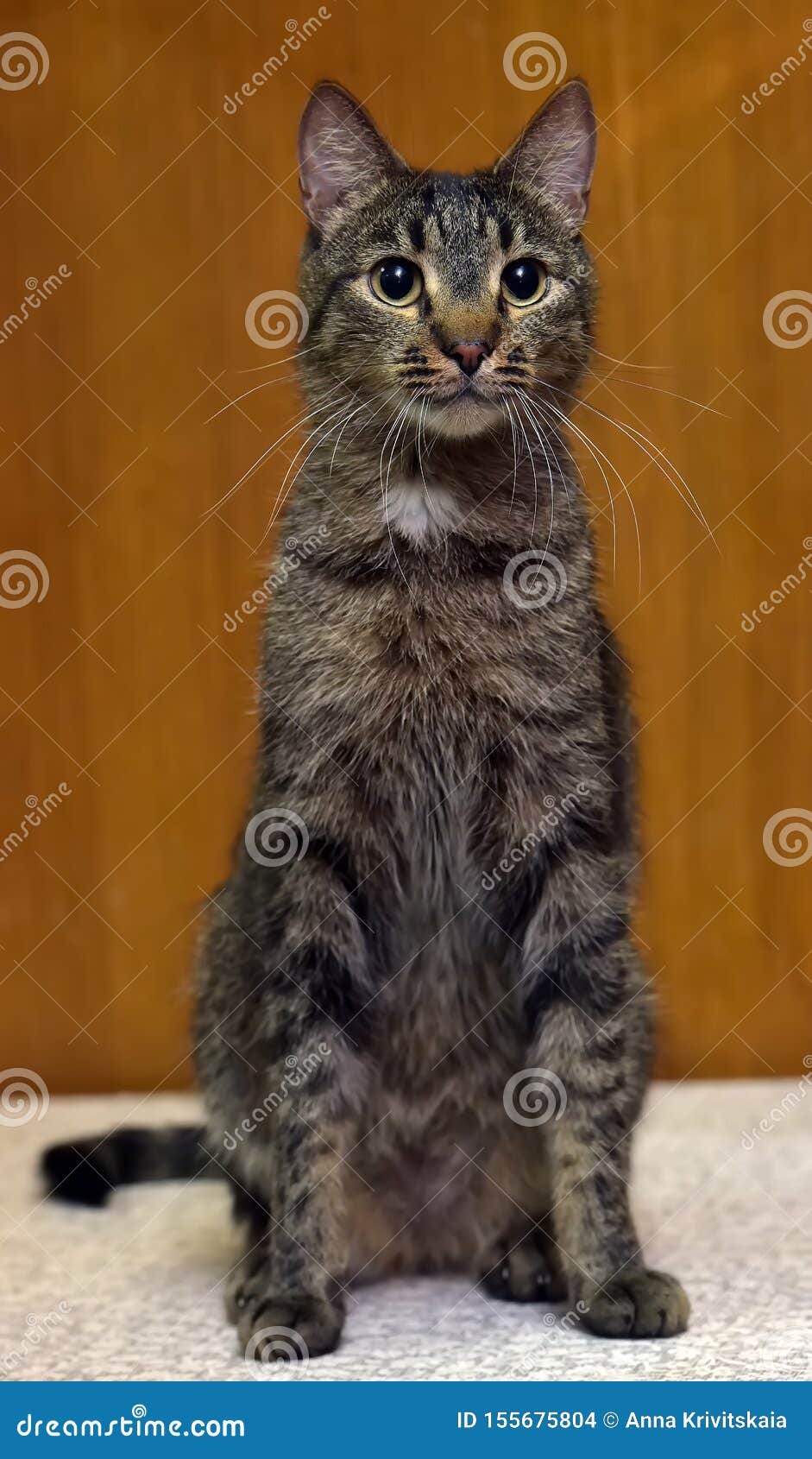 Cat with a careful look stock photo. Image of creature - 155675804