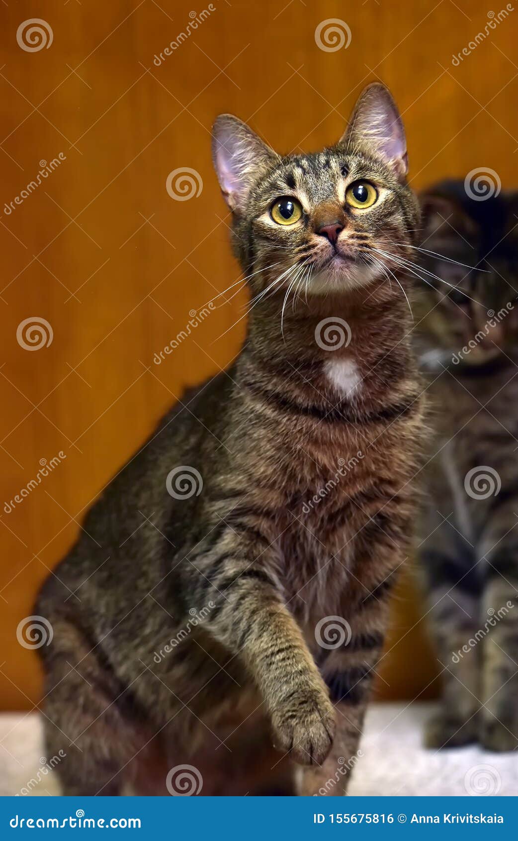 Cat with a careful look stock photo. Image of looking - 155675816
