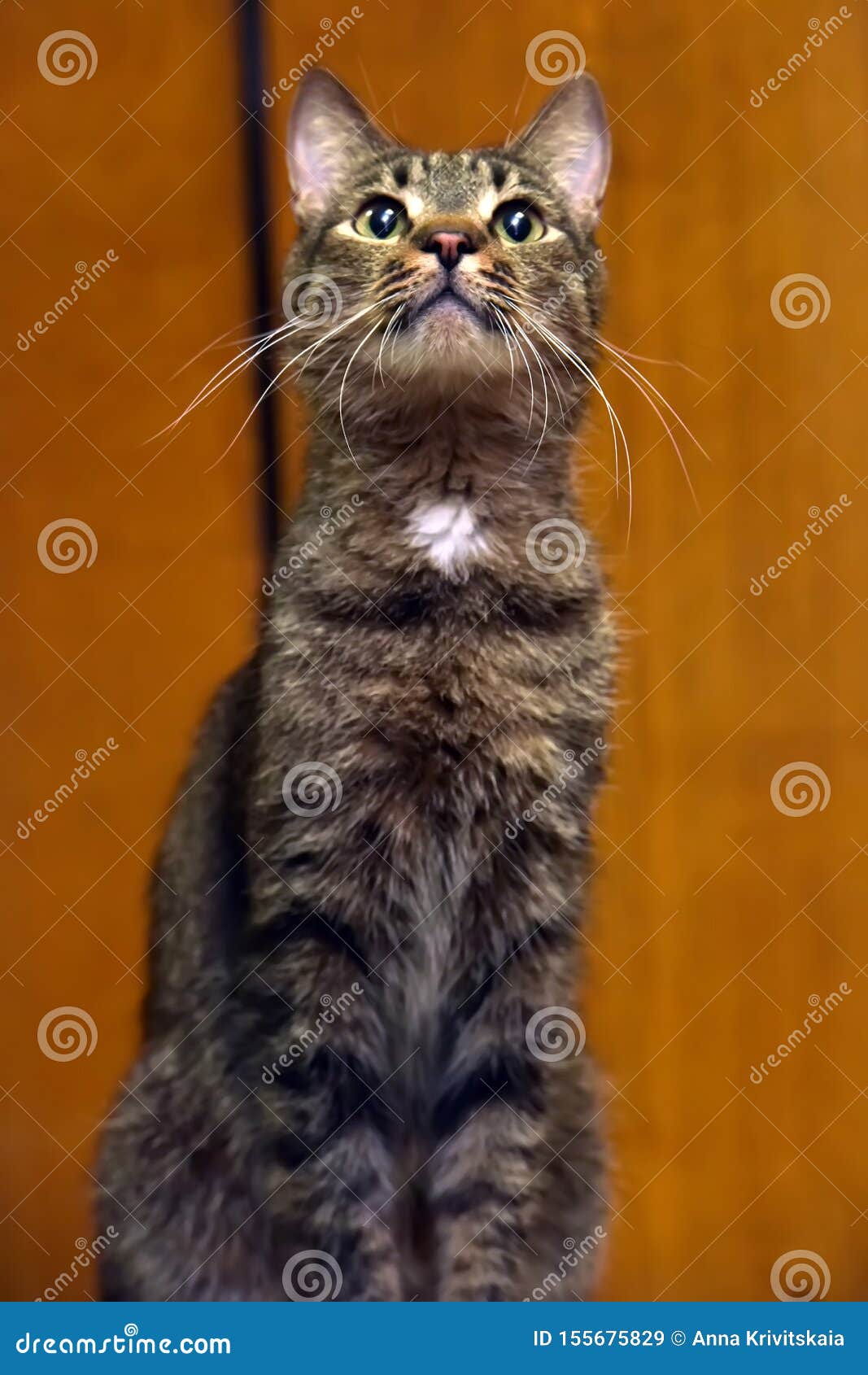 Cat with a careful look stock image. Image of feline - 155675829