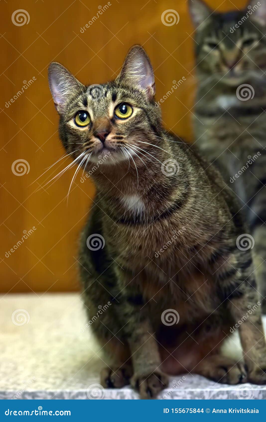 Cat with a careful look stock photo. Image of fluffy - 155675844