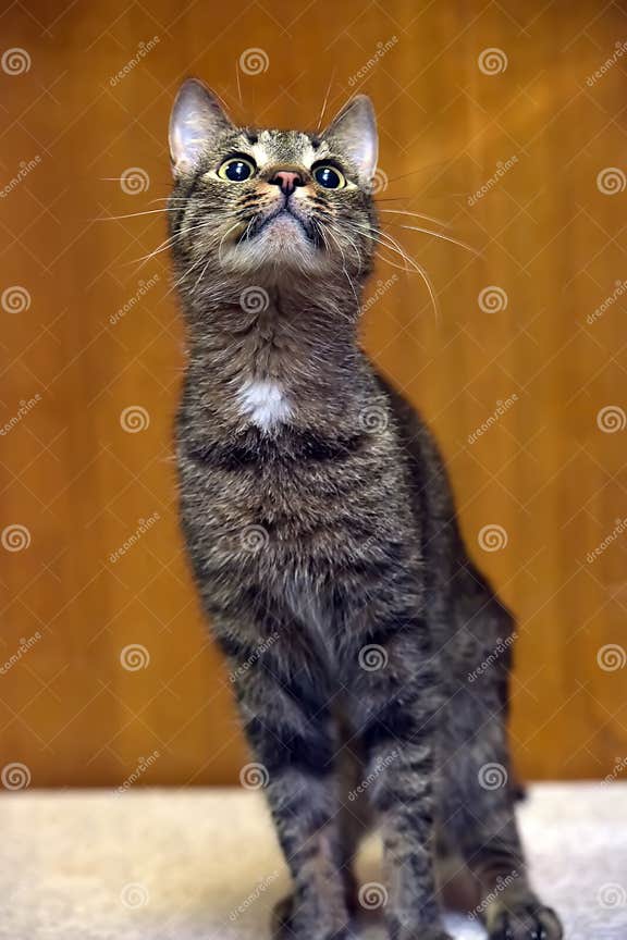 Cat with a careful look stock image. Image of fluffy - 155675875
