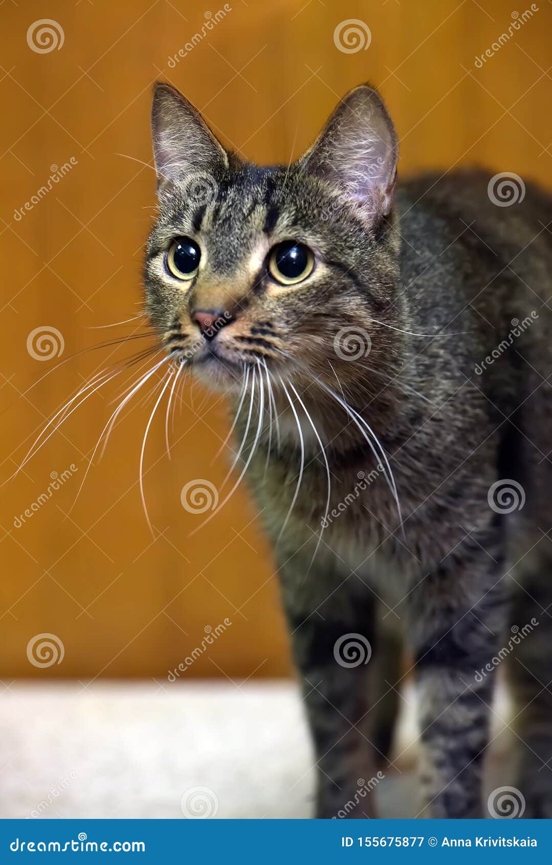 Cat with a careful look stock image. Image of crossbreed - 155675877