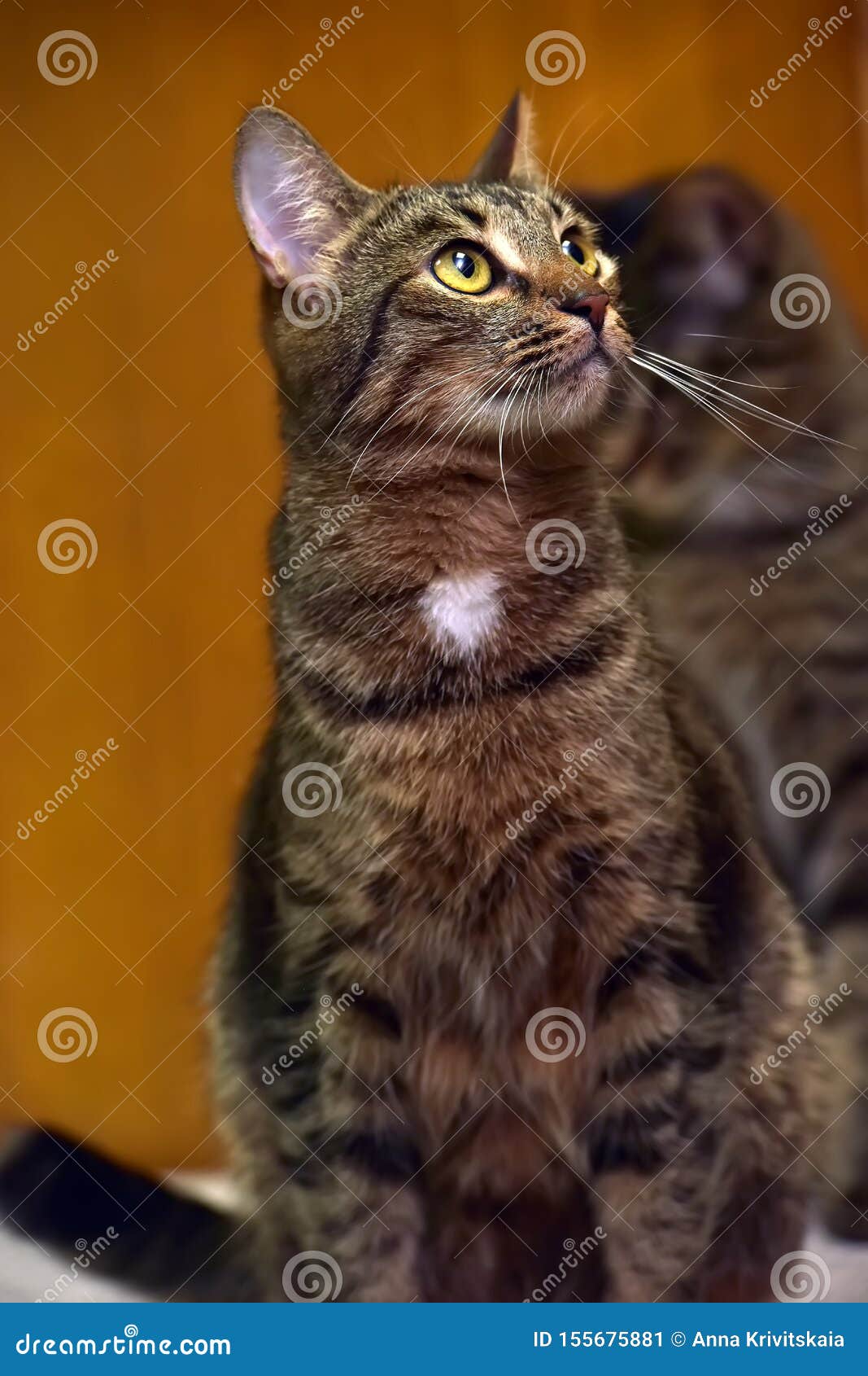 Cat with a careful look stock image. Image of beautiful - 155675881