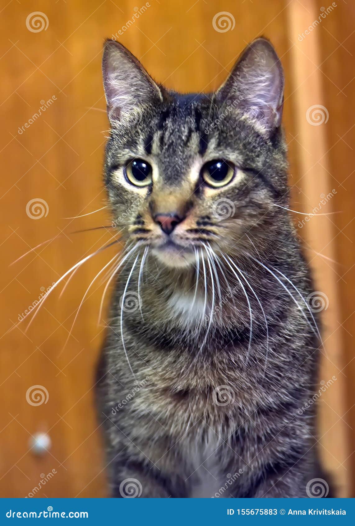 Cat with a careful look stock image. Image of background - 155675883
