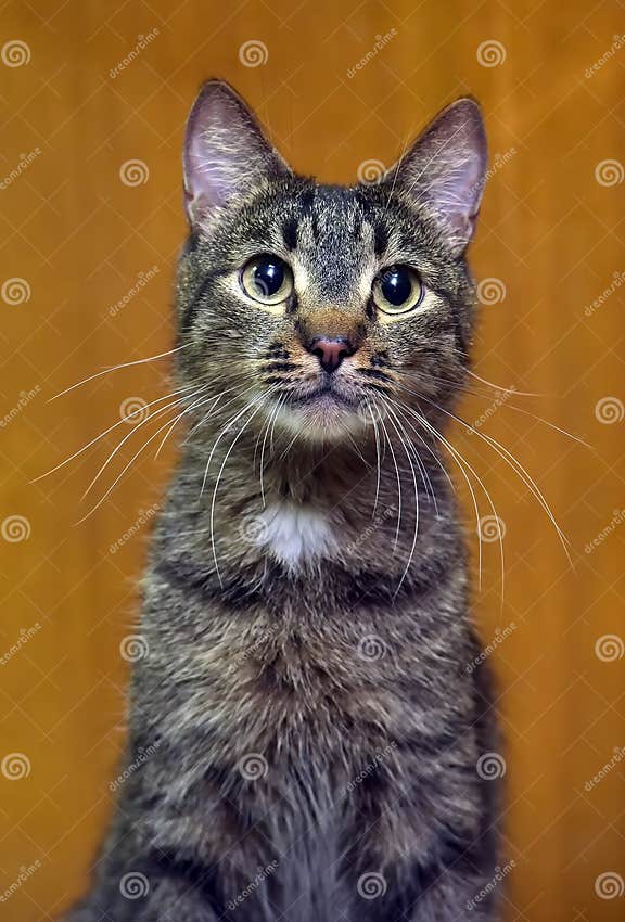 Cat with a careful look stock image. Image of nature - 155675895