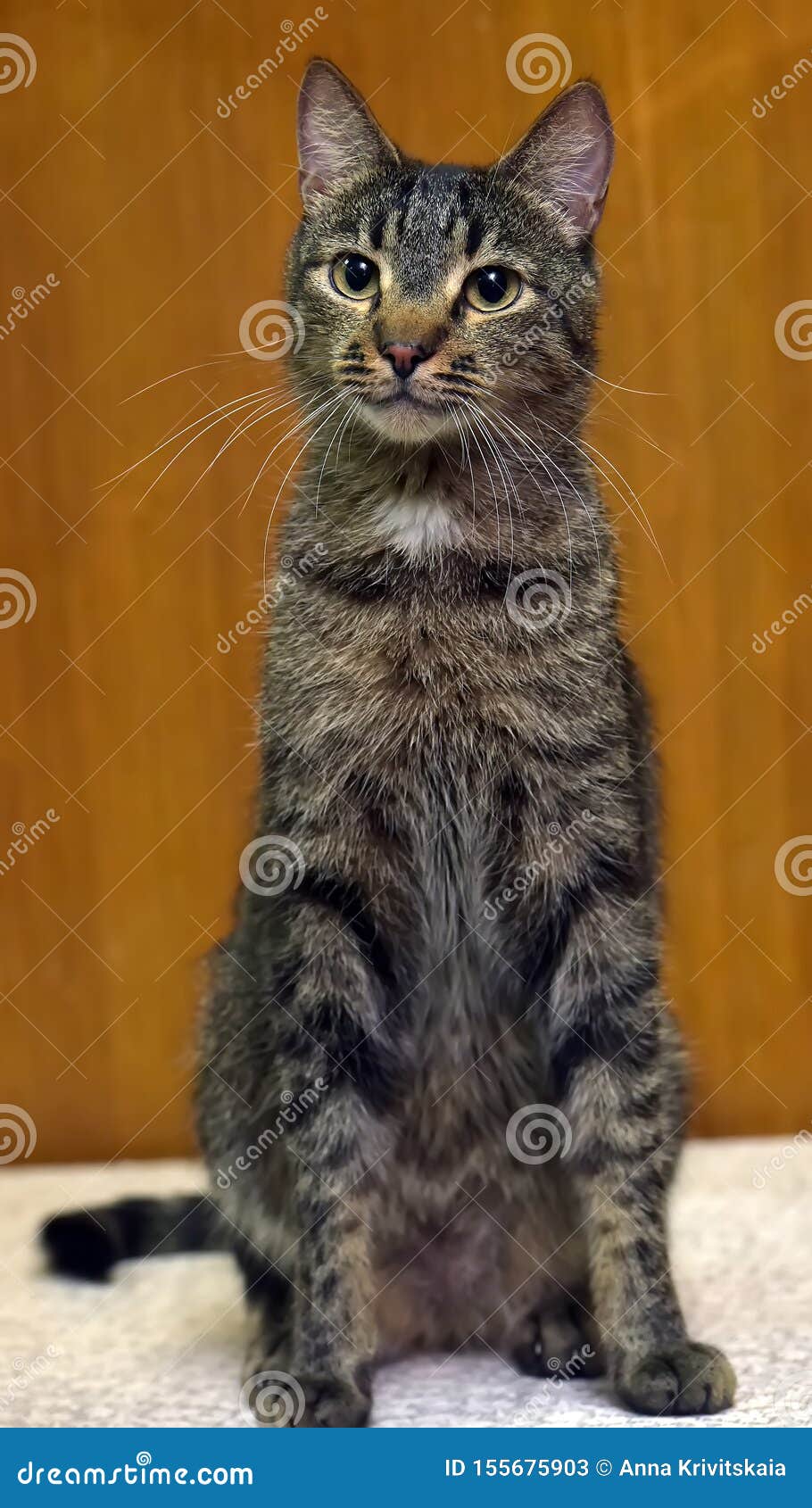 Cat with a careful look stock image. Image of coming - 155675903