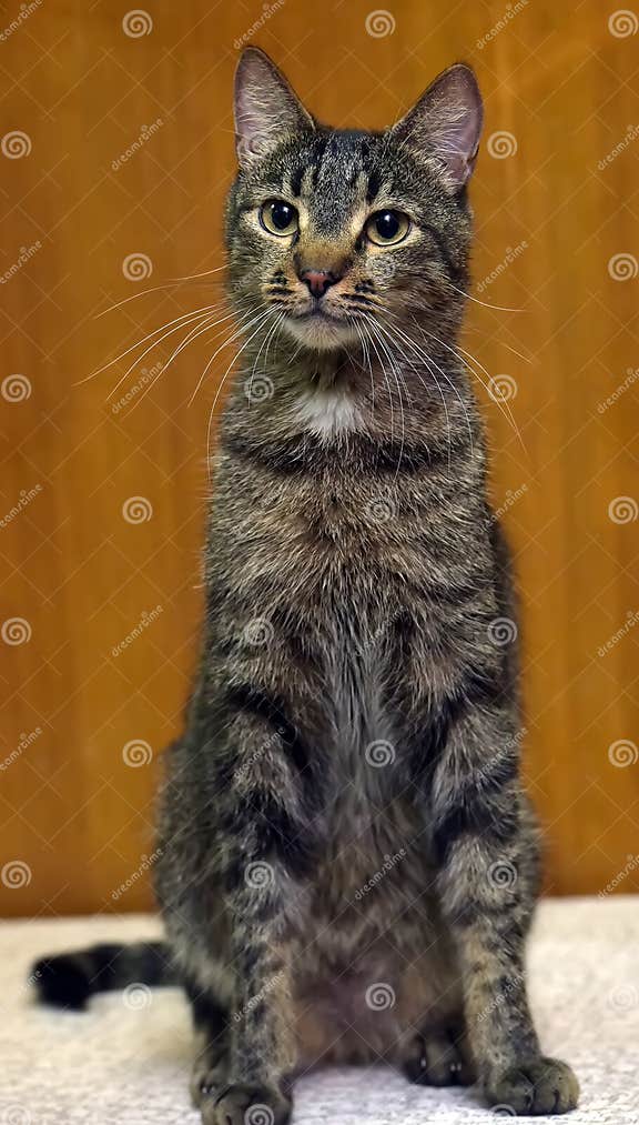 Cat with a careful look stock image. Image of coming - 155675903