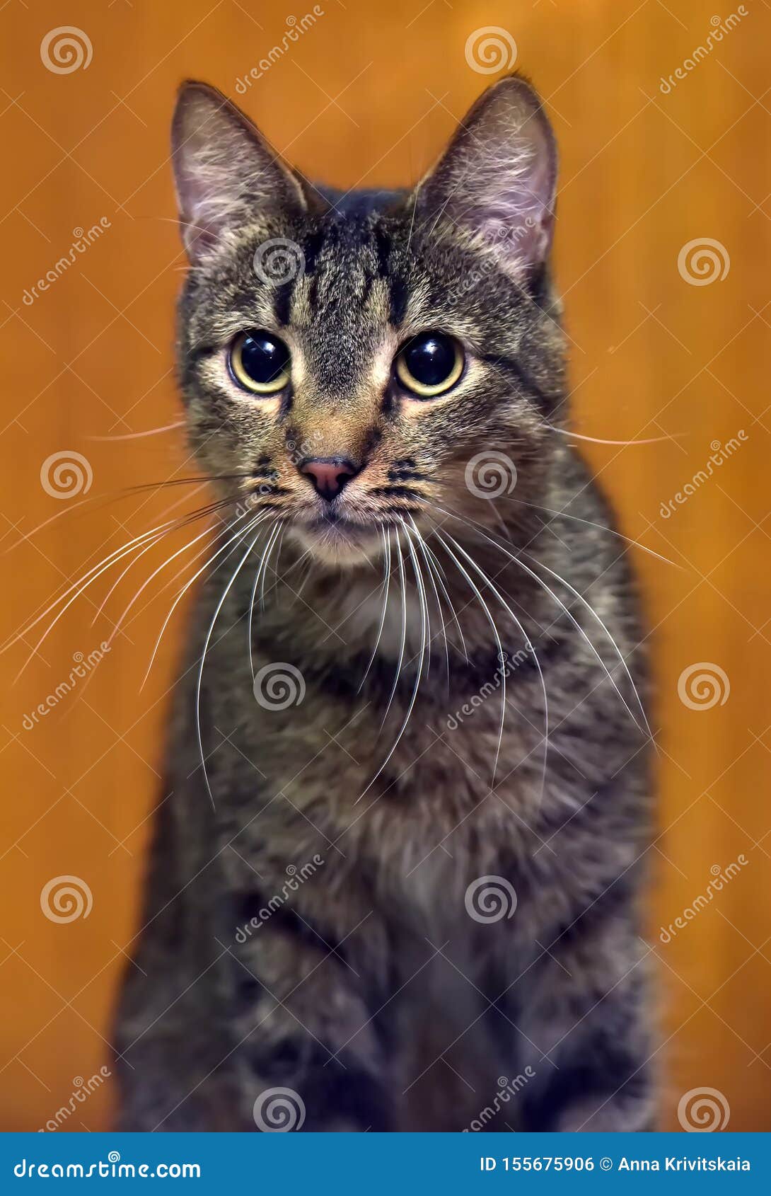 Cat with a careful look stock photo. Image of creature - 155675906