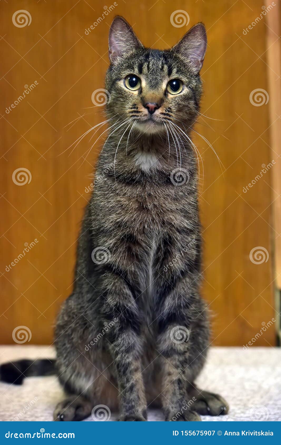 Cat with a careful look stock image. Image of coming - 155675907