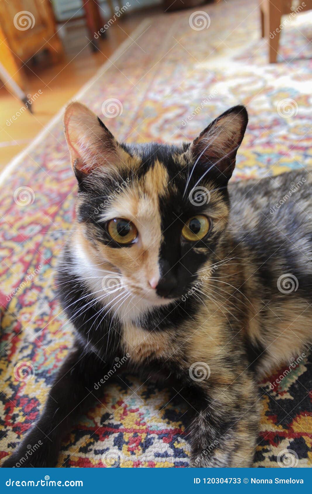 The cat on a carpet stock image. Image of muzzle, mammal - 120304733