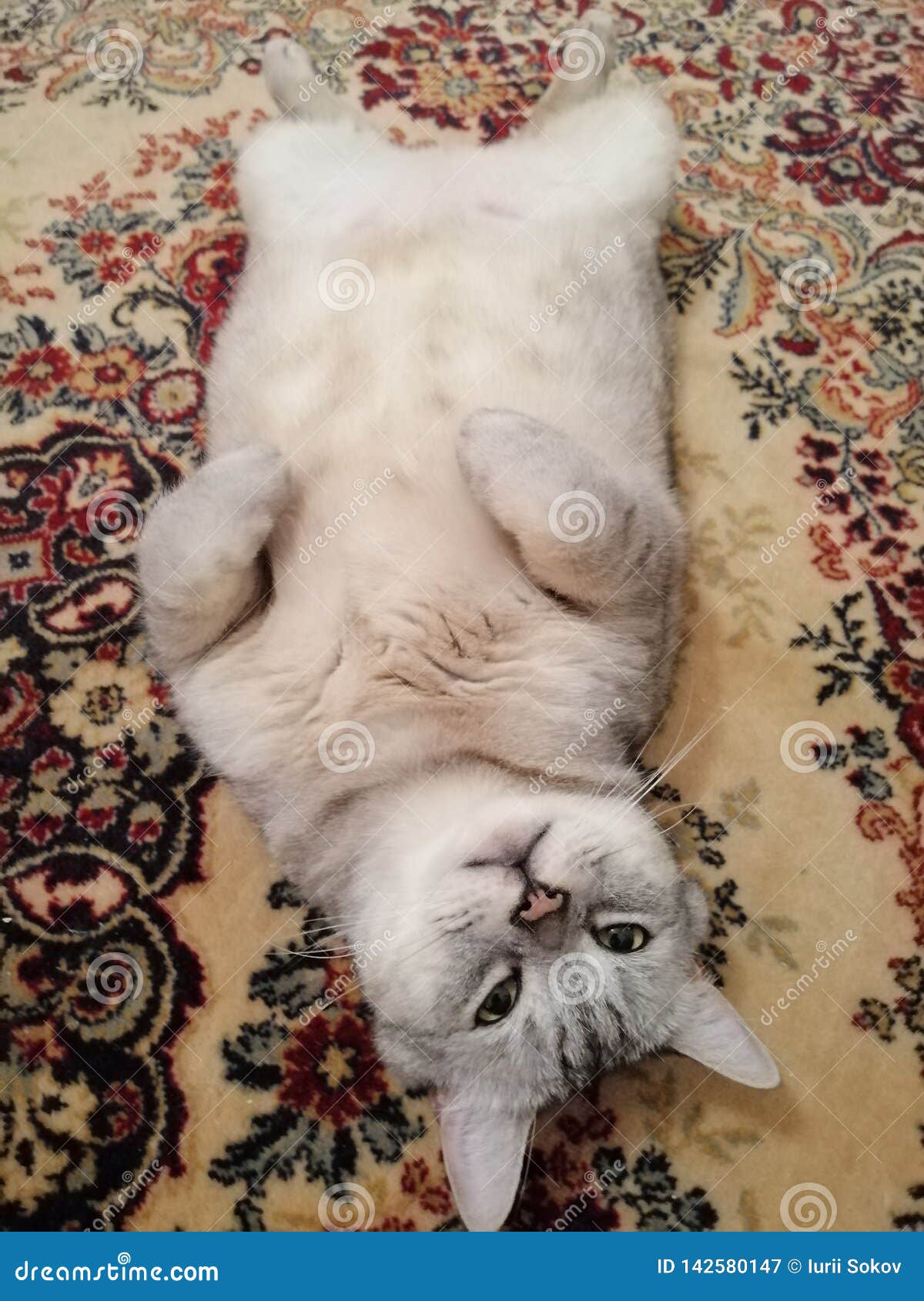 Cat on the carpet stock image. Image of patterns, yellow - 142580147