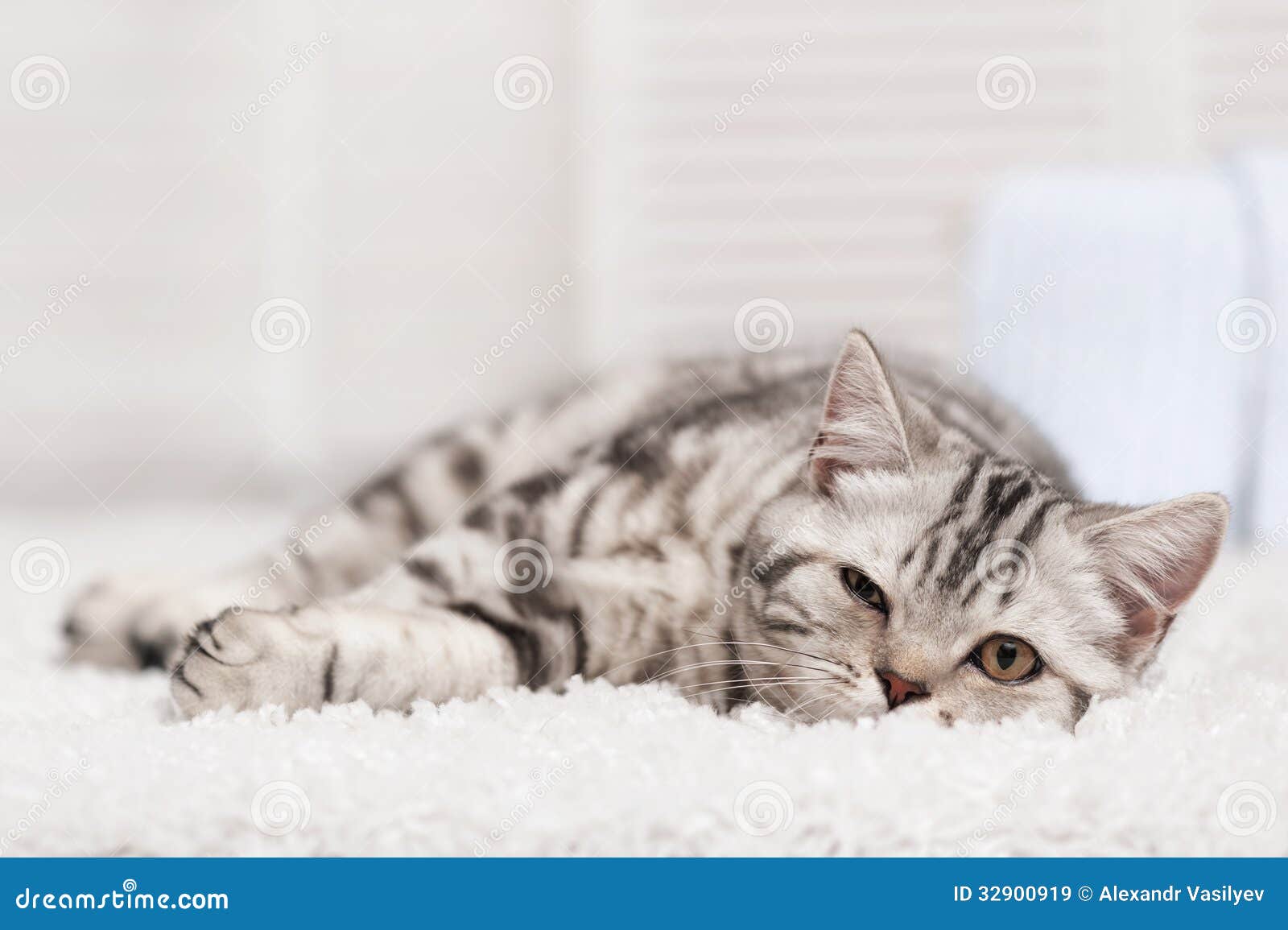 Cat on the carpet stock image. Image of adult, interior - 32900919