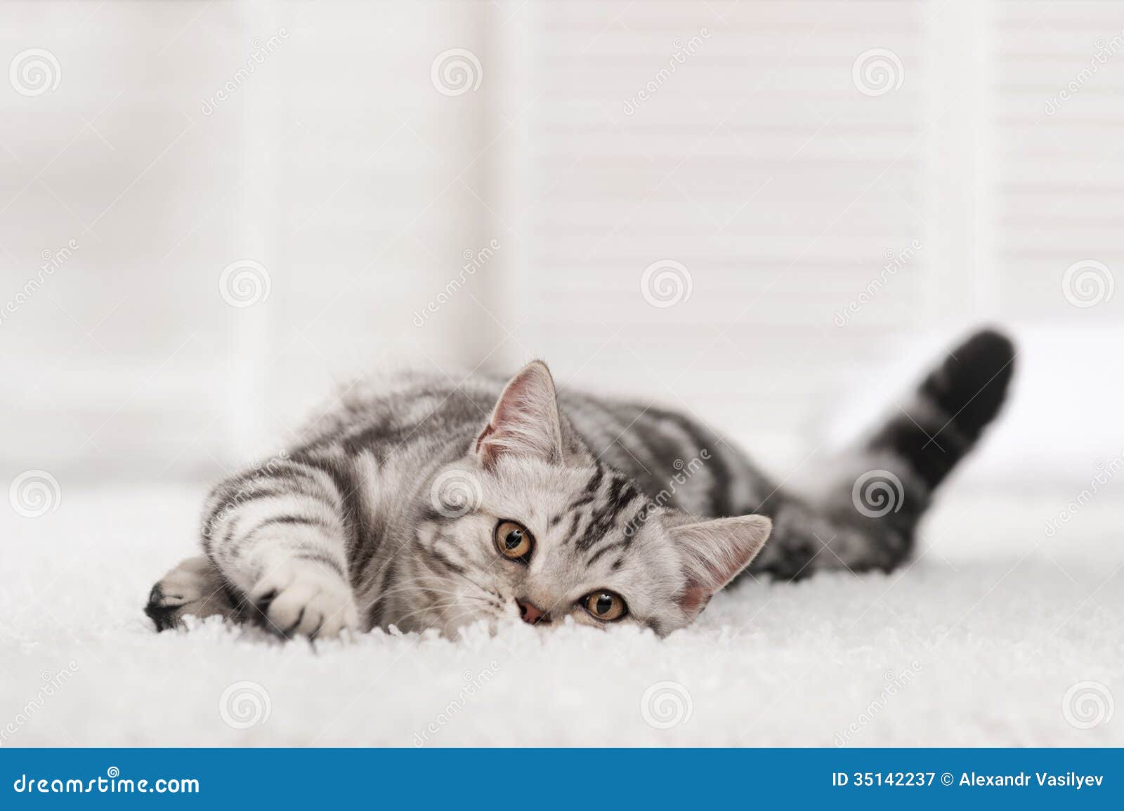 Cat on the carpet stock image. Image of cute, feline - 35142237