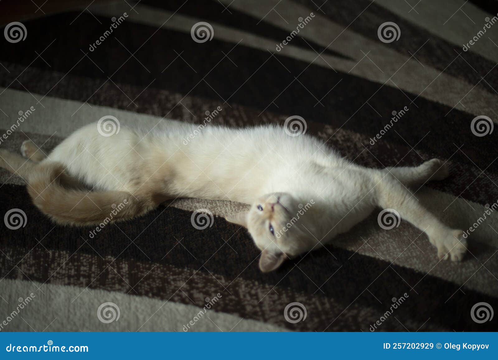 Cat on Carpet. White Cat in Interior Stock Image - Image of cute ...
