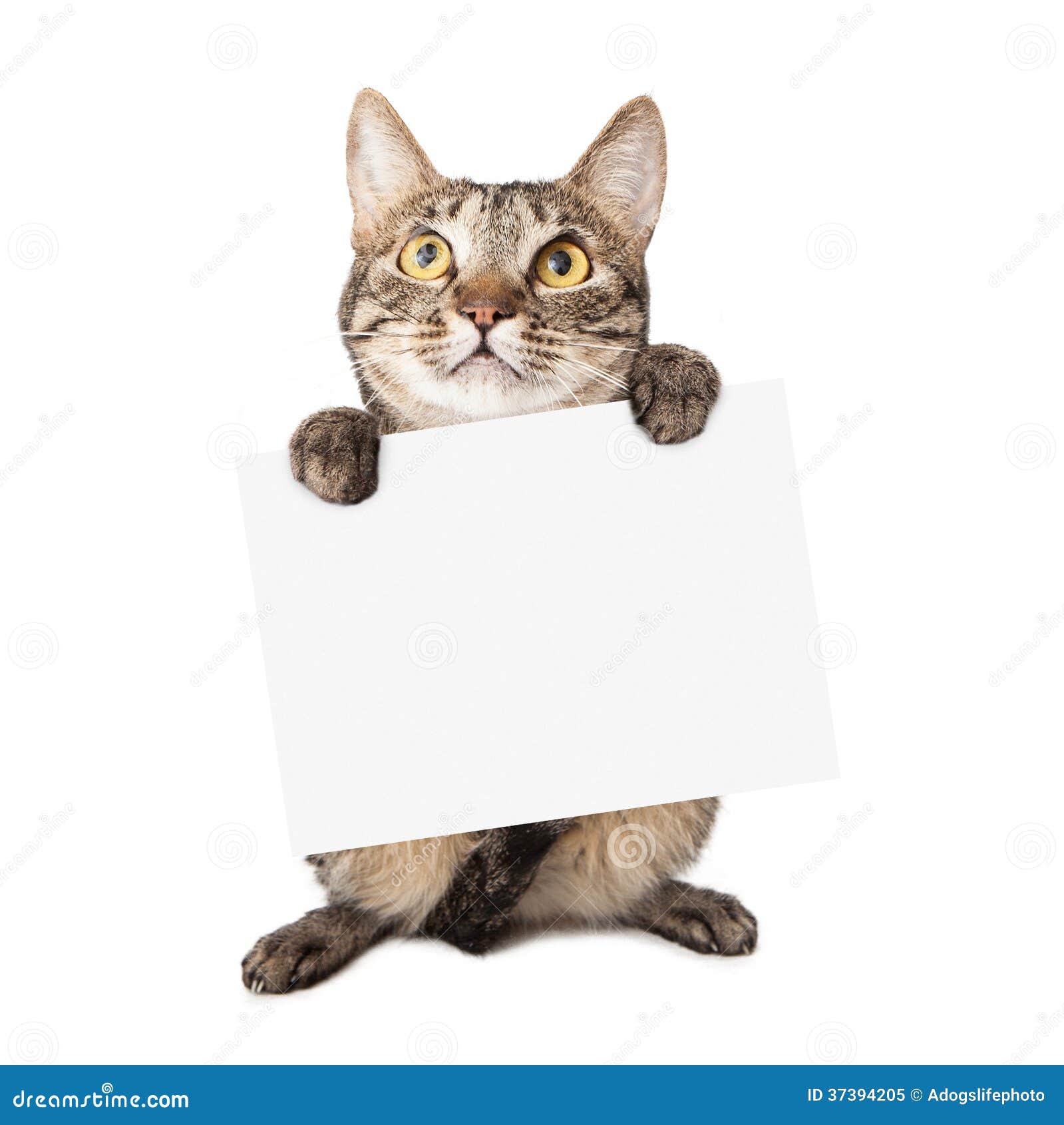 Cat Carrying Blank Sign stock image. Image of copy, sign - 37394205