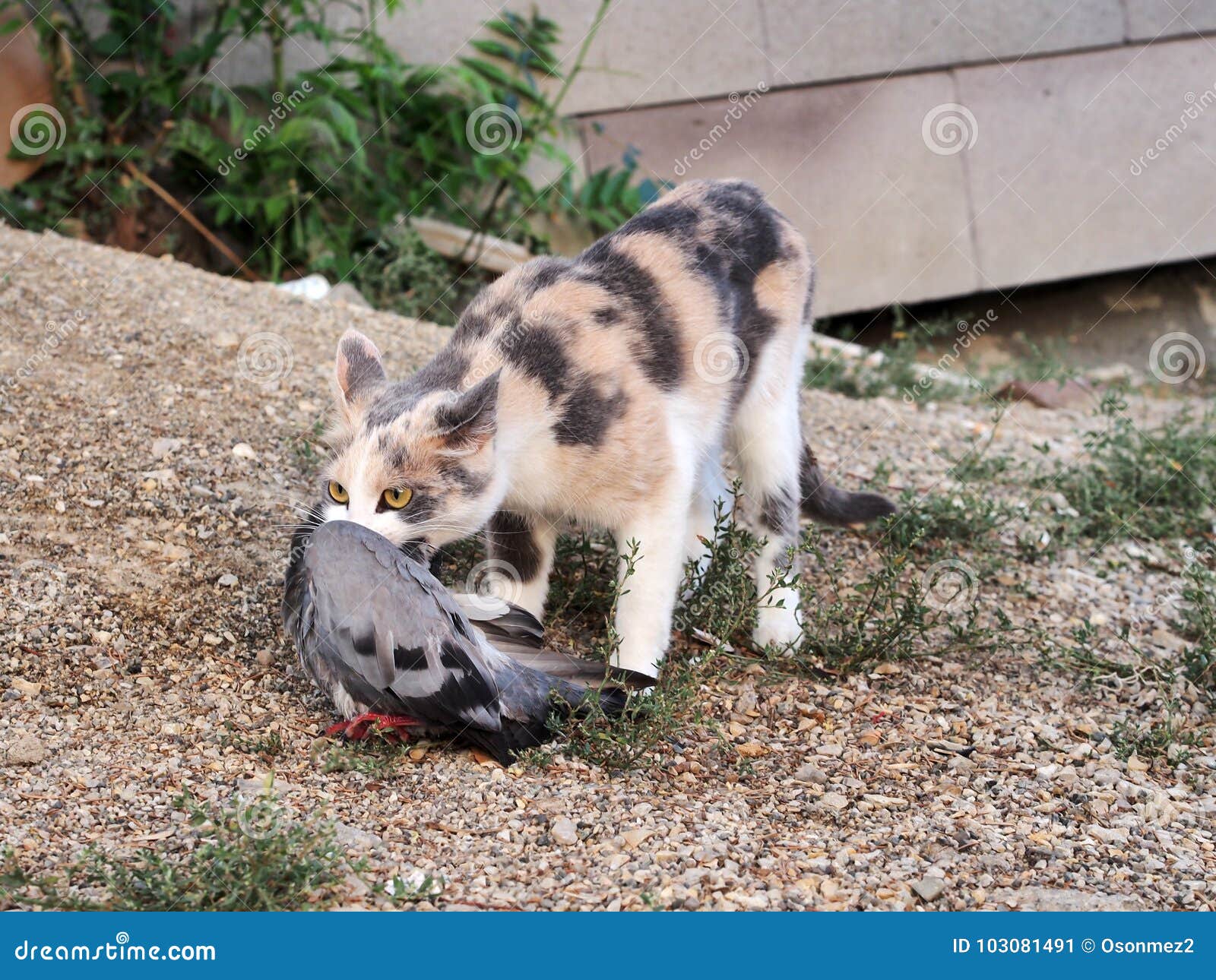 Cat Carrying the Dead Bird in Mouth on Ground Stock Image - Image of ...