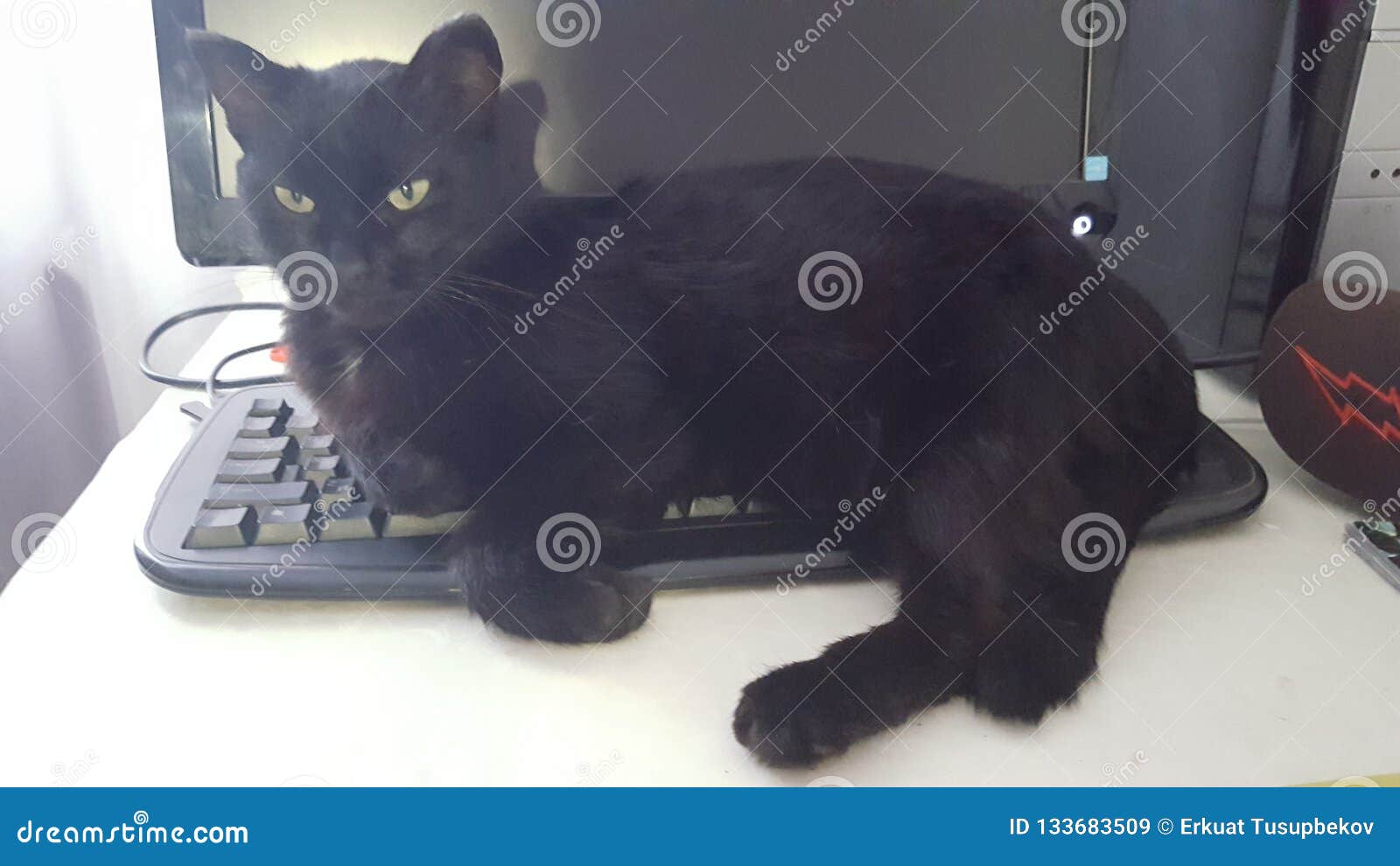 Cat stock image. Image of keyboard, cute, black, computer - 133683509