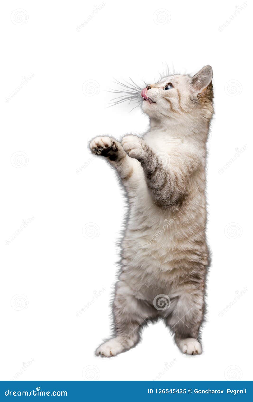 The cat is on the stock image. Image of domestic, animal - 136545435