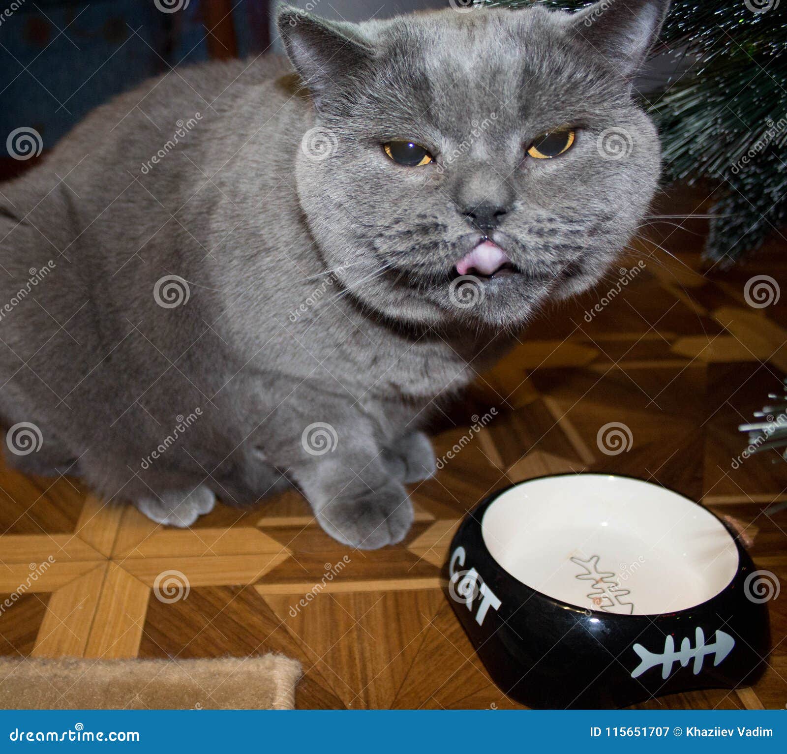 Cat stock image. Image of pleased, abowl, language - 115651707