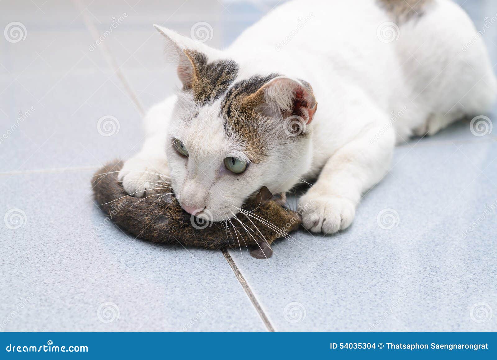 Cat Catch and Bite Mouse, Rat Stock Photo - Image of cute, meal: 54035304