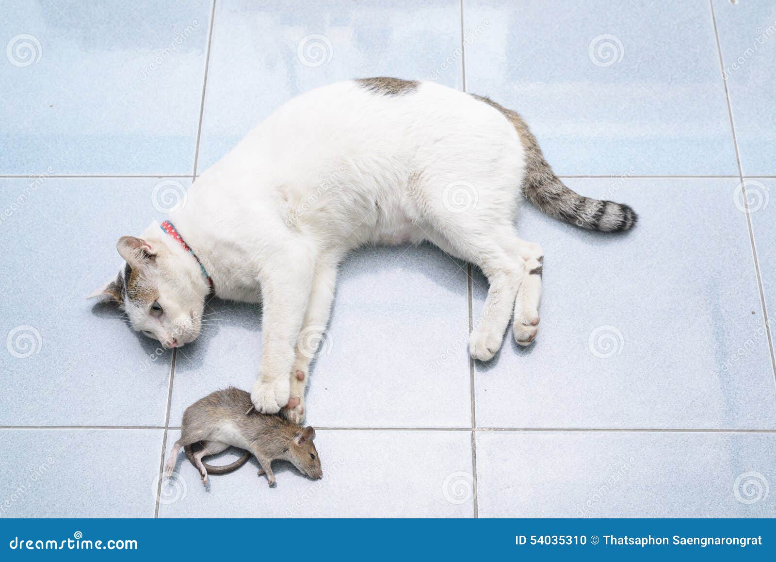 Cat Catch and Bite Mouse, Rat Stock Photo - Image of lazy, look: 54035310