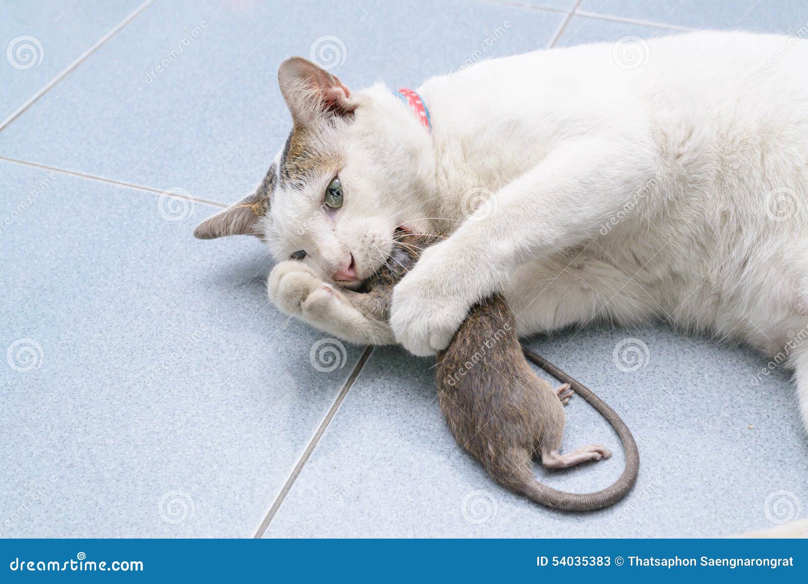 Cat Catch and Bite Mouse, Rat Stock Image - Image of stare, meal: 54035383