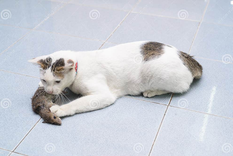 Cat Catch and Bite Mouse, Rat Stock Photo - Image of predator, cute ...