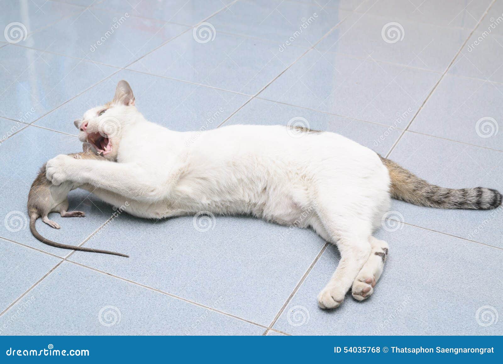 Cat Catch and Bite Mouse, Rat Stock Photo - Image of whiskers, lazy ...