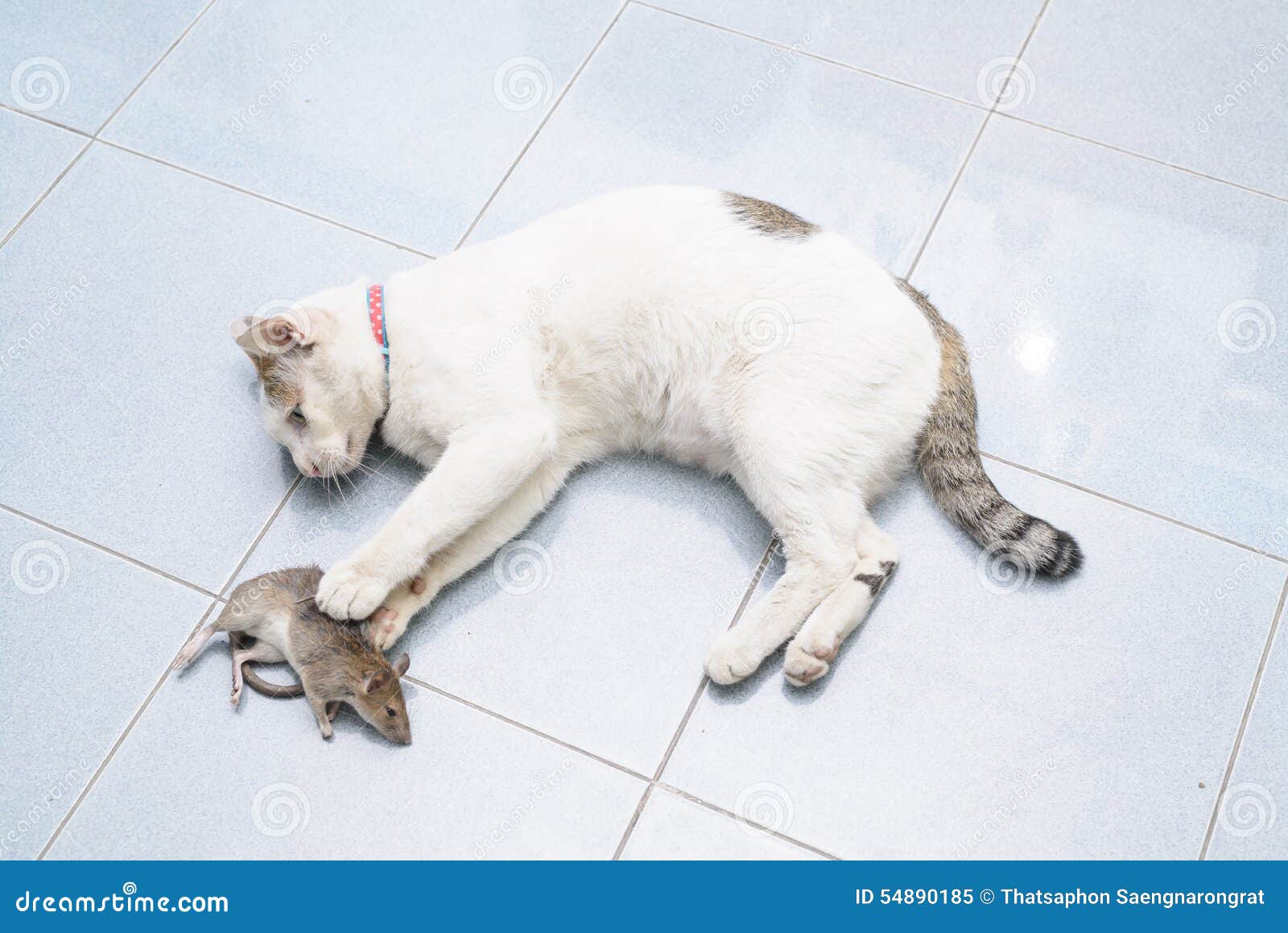 Cat Catch and Bite Mouse, Rat Stock Image - Image of feline, predator ...