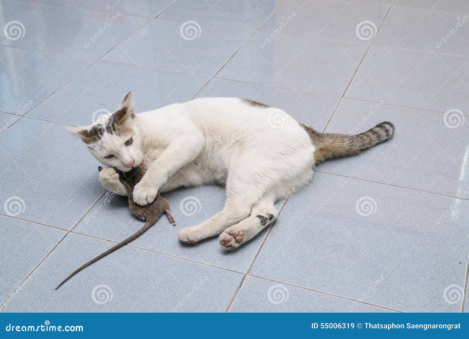 Cat Catch and Bite Mouse, Rat Stock Image - Image of kitty, soft: 55006319