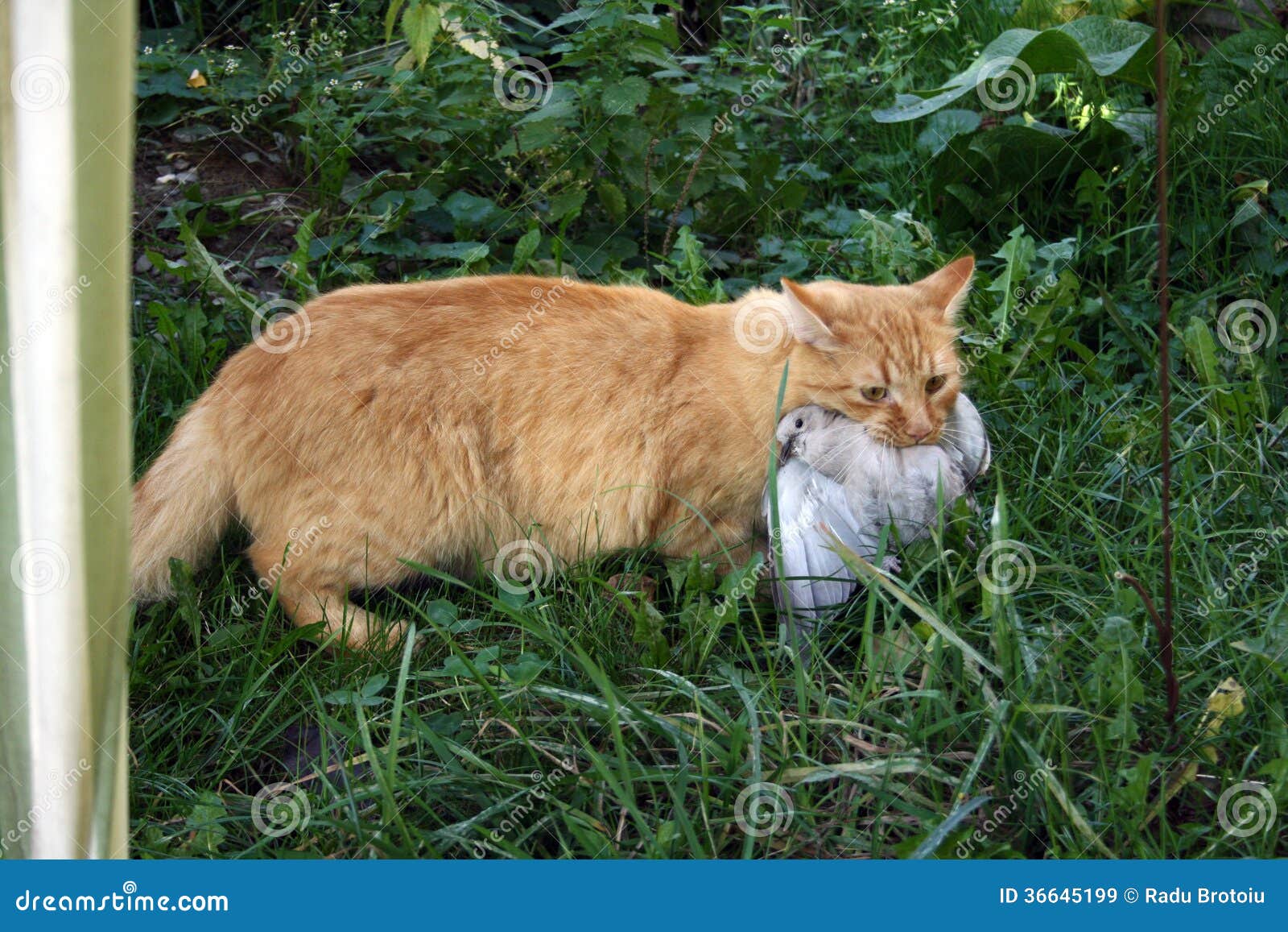 Cat catch stock image. Image of outdoor, grass, mouth - 36645199